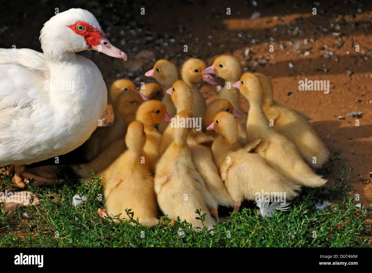 Muscovy duck (Cairina moschata) with its chicks on a farm, Eckental ...