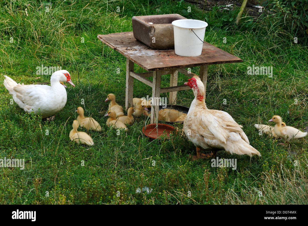 Muscovy ducks (Cairina moschata) and chicks standing at a feeding dish ...