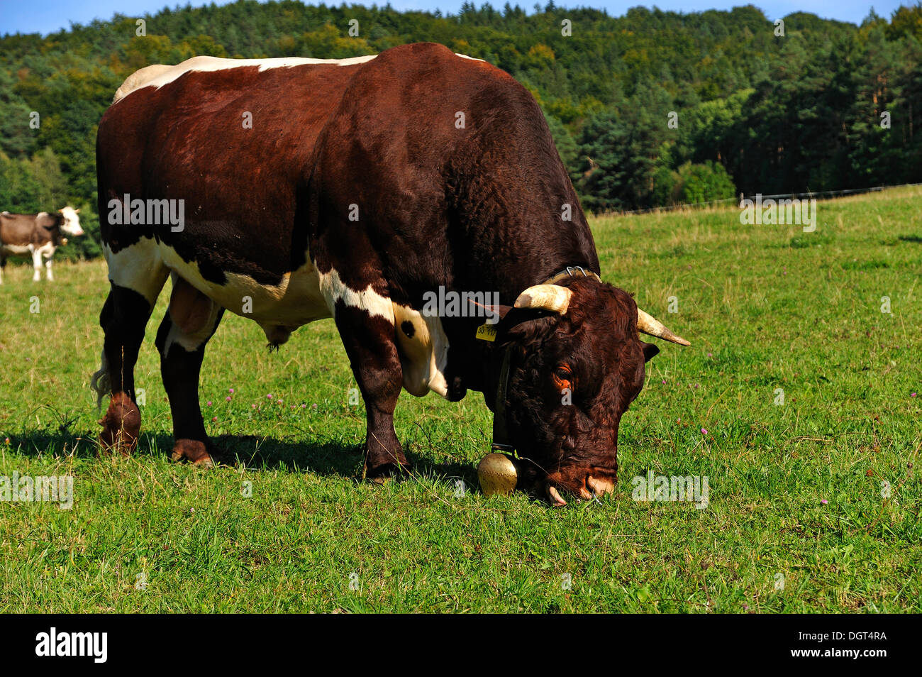 Bells for breeding hi-res stock photography and images - Alamy
