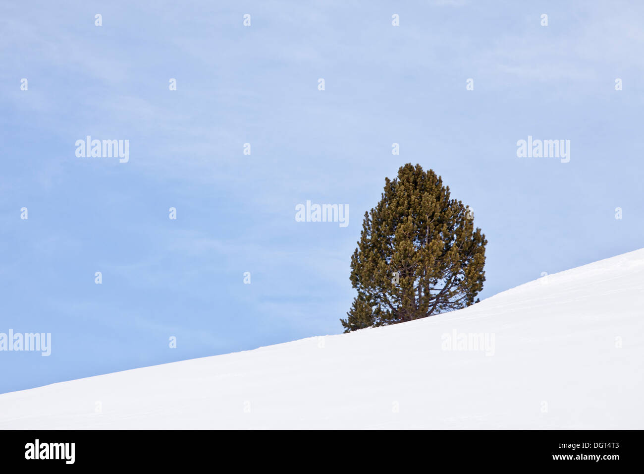 Mountain pine, Pinus mugo ssp uncinata = Pinus uncinata in the snow in ...