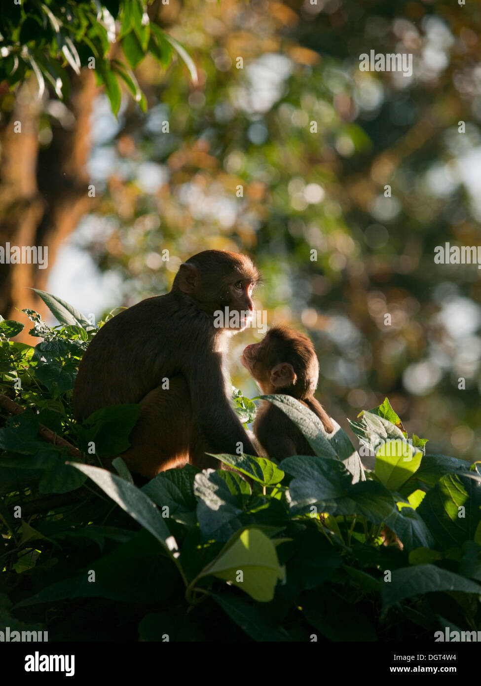 A mother macaque shows affection for her cute young Stock Photo - Alamy