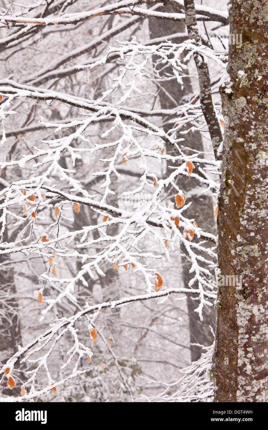 Beech Forest in snow in late winter in the french Ariège Pyrenees below ...