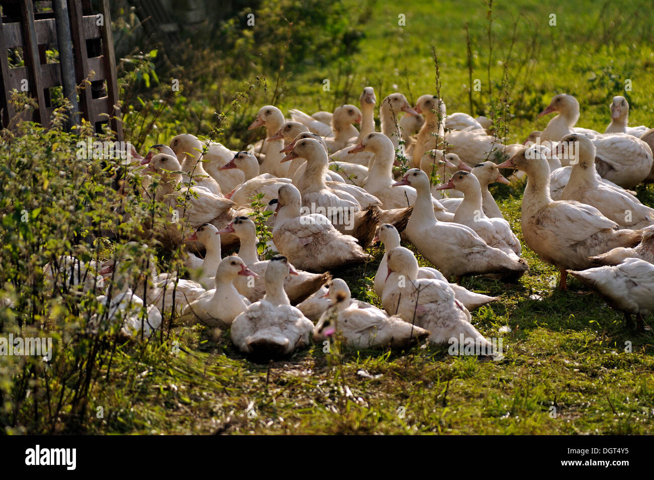 Free range ducks hi-res stock photography and images - Alamy
