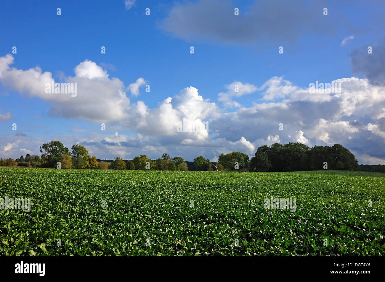 Turnip field hi-res stock photography and images - Alamy