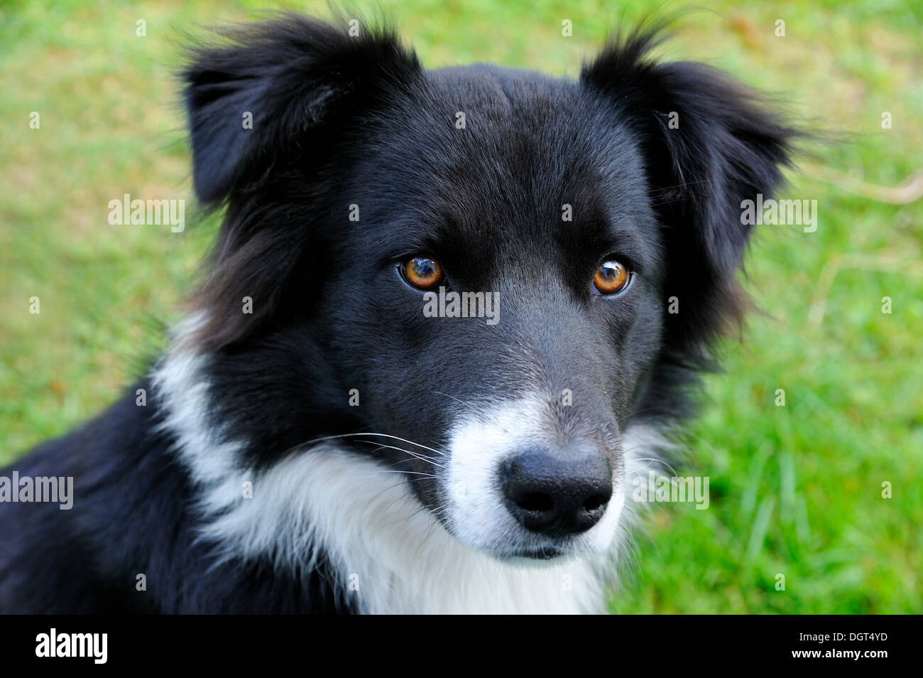 Portrait male border collie hi-res stock photography and images - Alamy