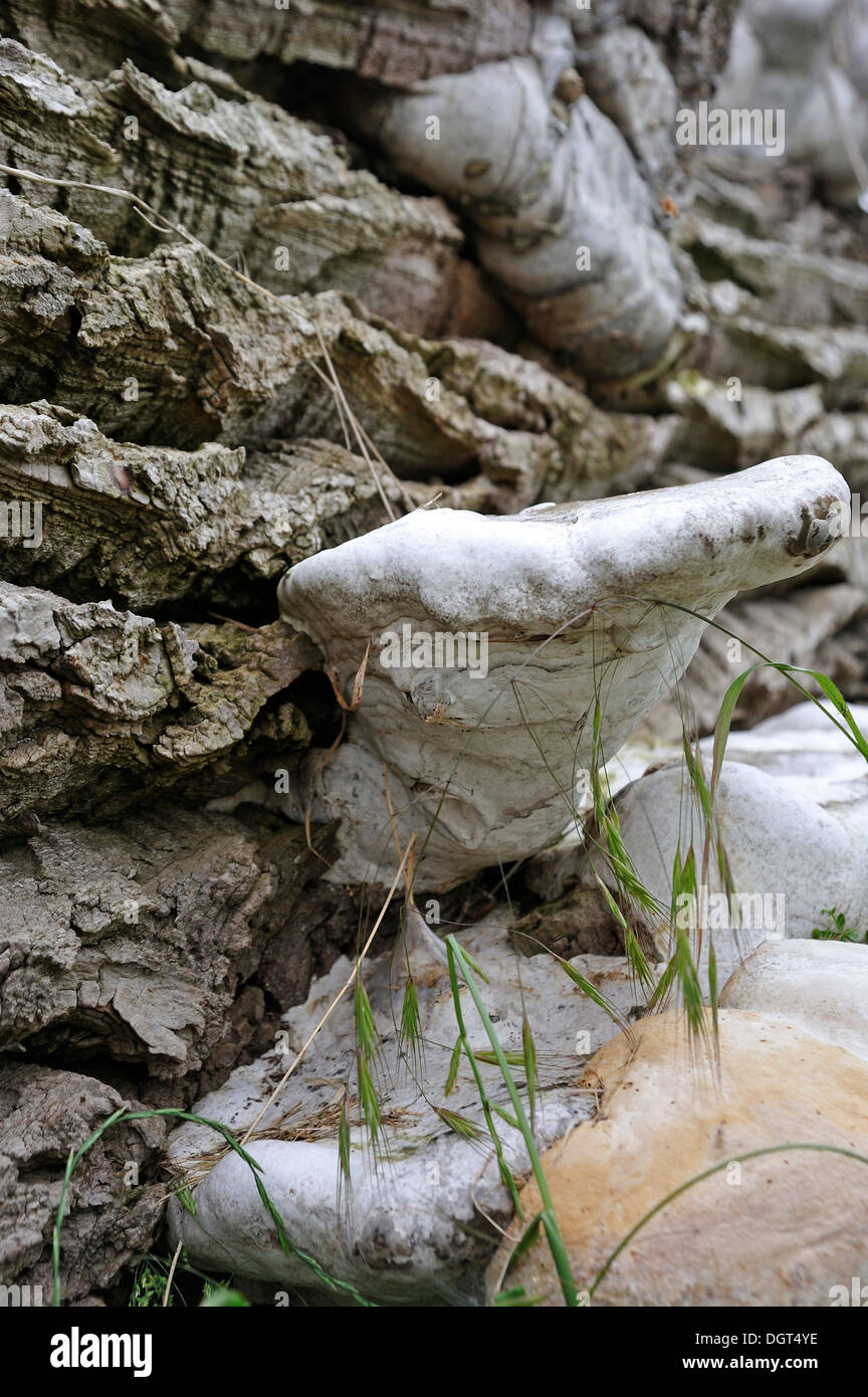 Unusual growth in Tinder Fungus (Fomes fomentarius) through geotropism ...