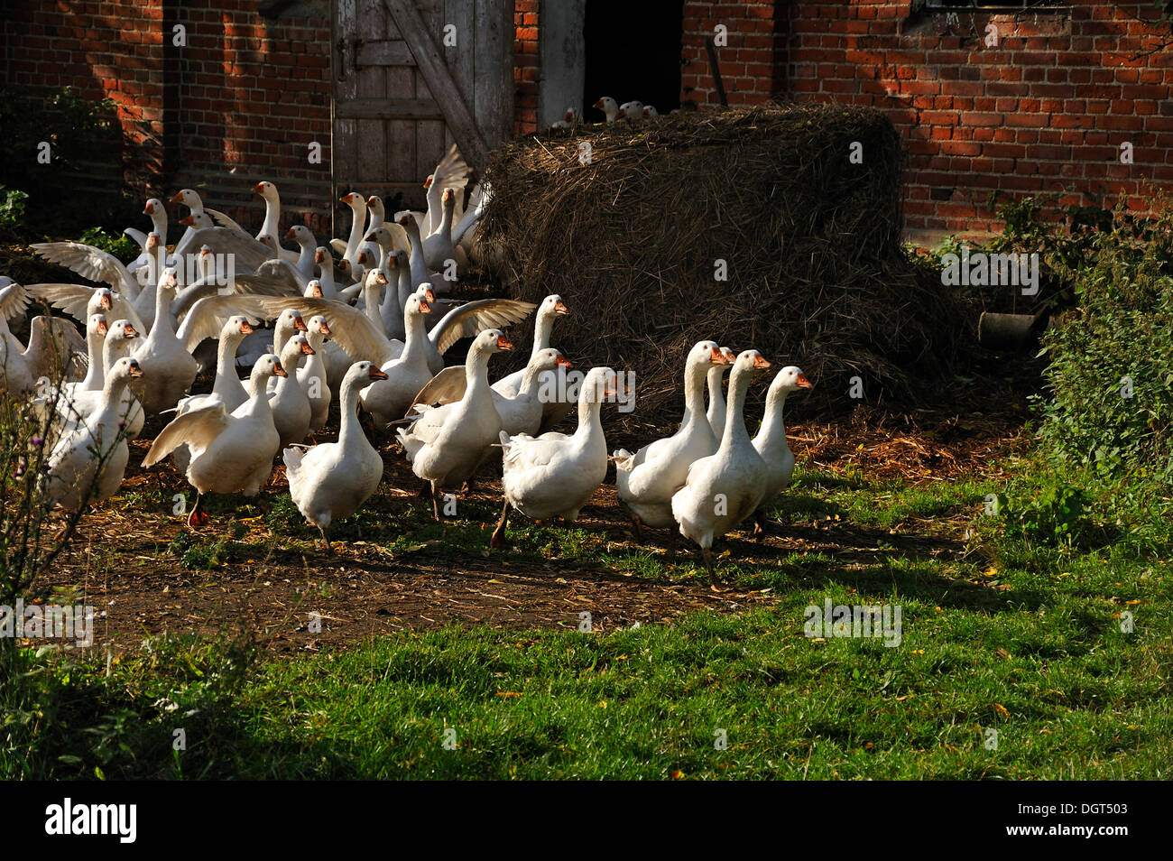 Barn and geese hi-res stock photography and images - Alamy