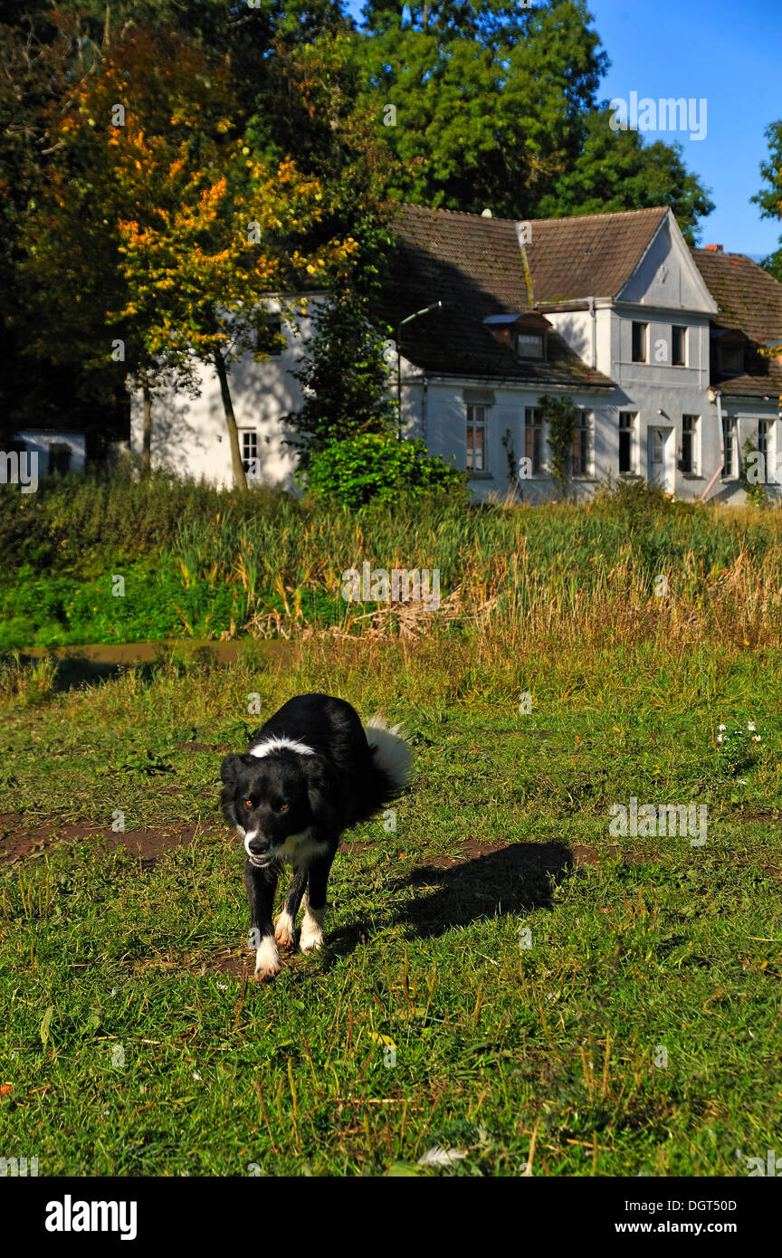 Border Collie Back High Resolution Stock Photography and Images - Alamy