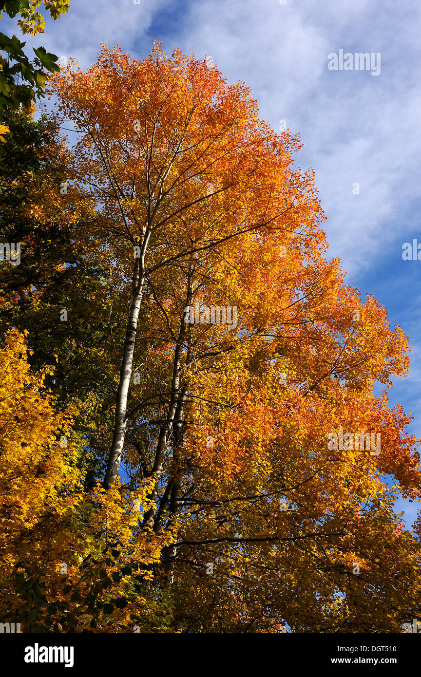 Birch trees (Betula) in autumn colours, Algersdorf, Franconian ...