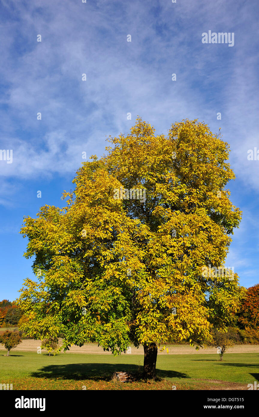 Persian Walnut tree, English Walnut tree (Juglans regia) in autumn ...