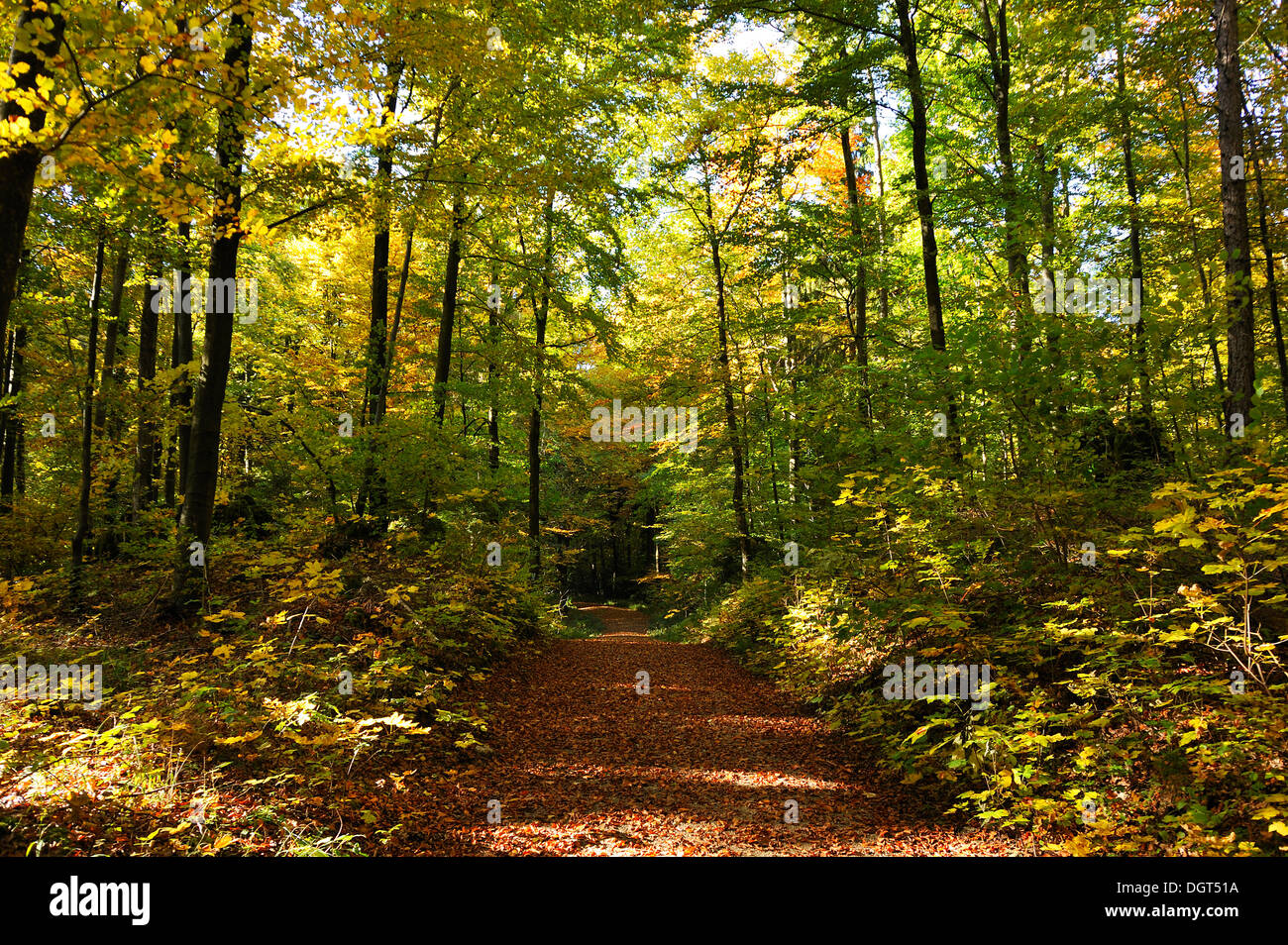 Paths and tracks through the forest hi-res stock photography and images ...