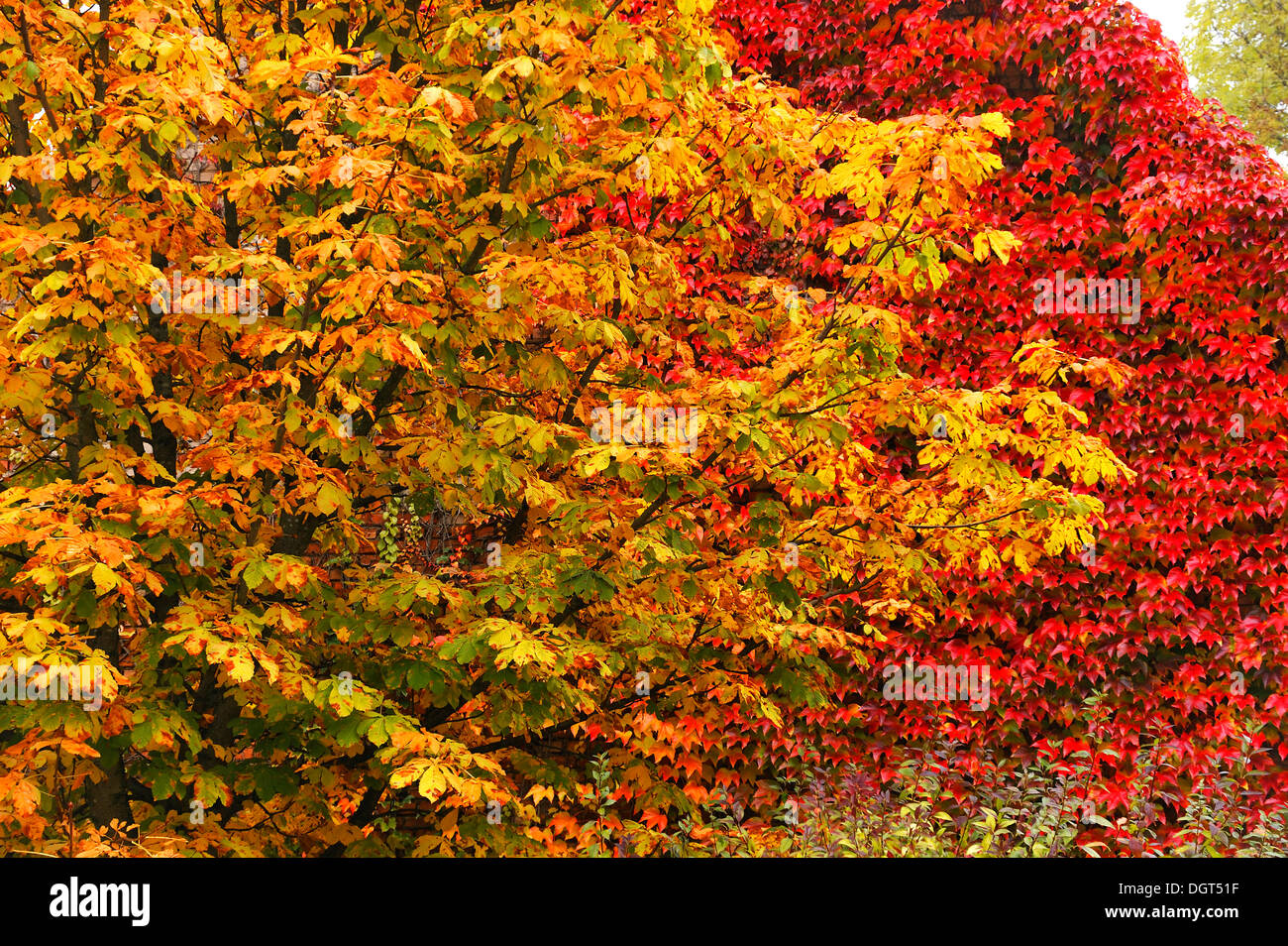 Red horse chestnut tree hi-res stock photography and images - Alamy