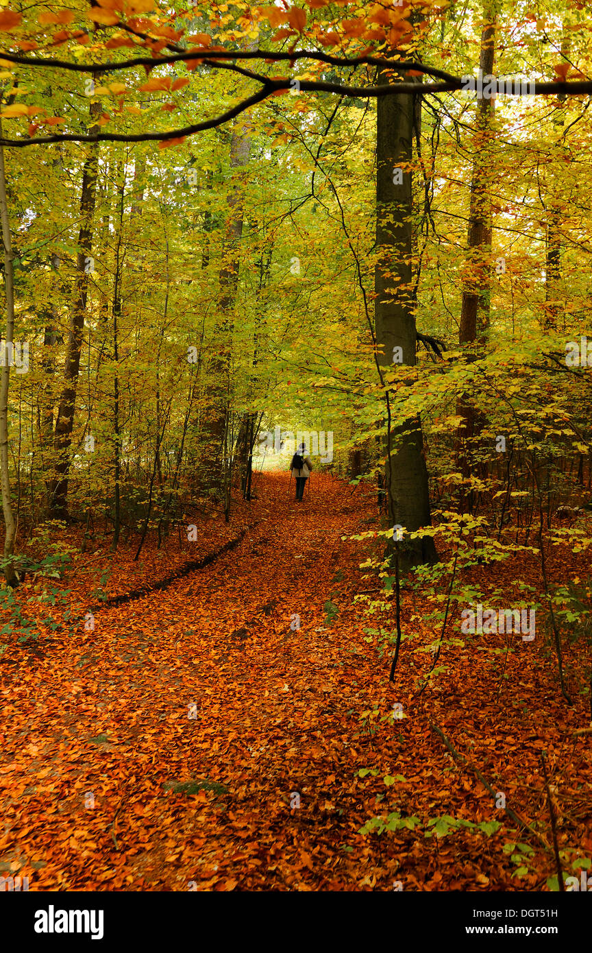 Colourful beech trees people autumn hi-res stock photography and images ...