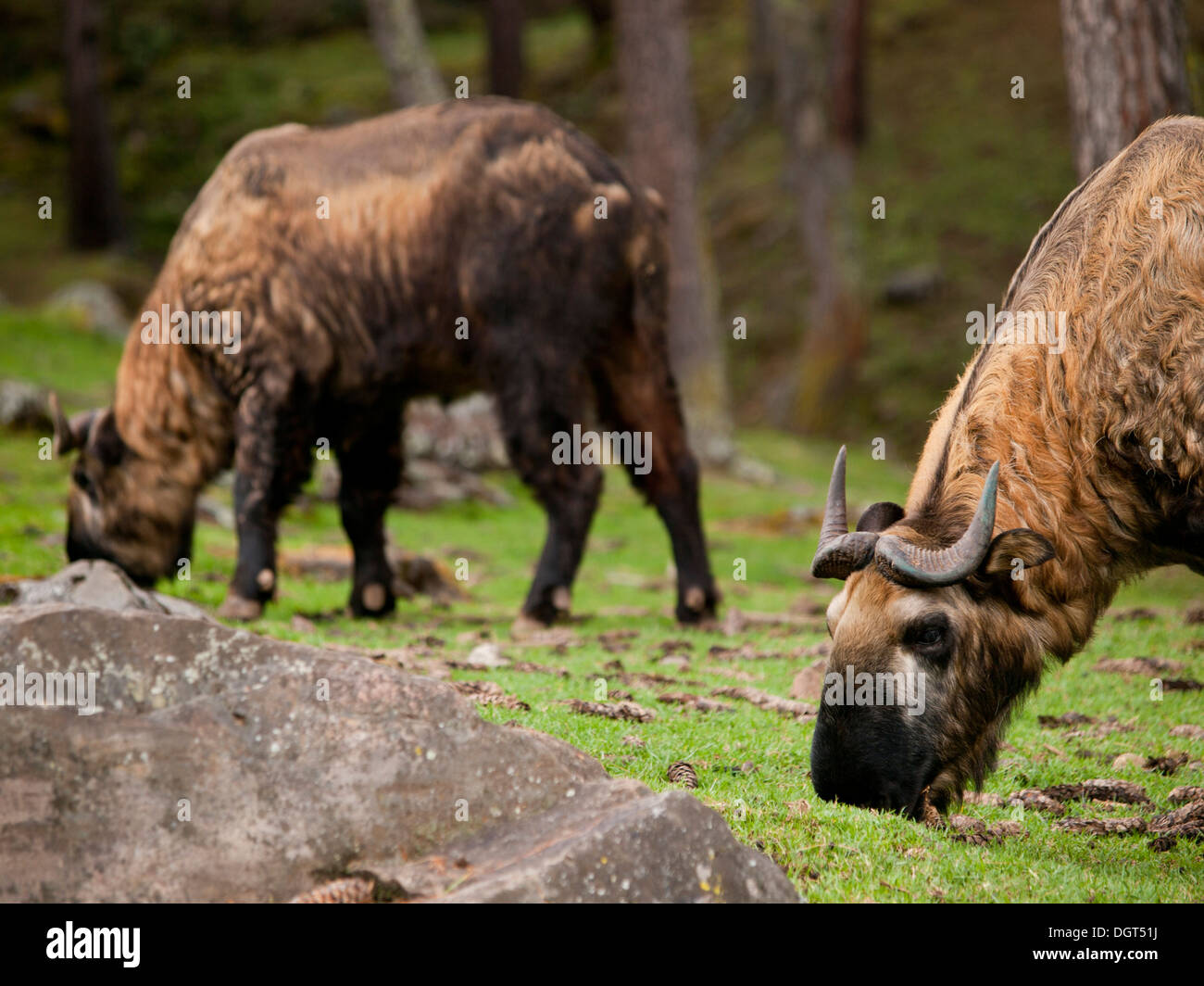 The takin (taxicolor whitei) which is a mixture of a cow and a goat is ...
