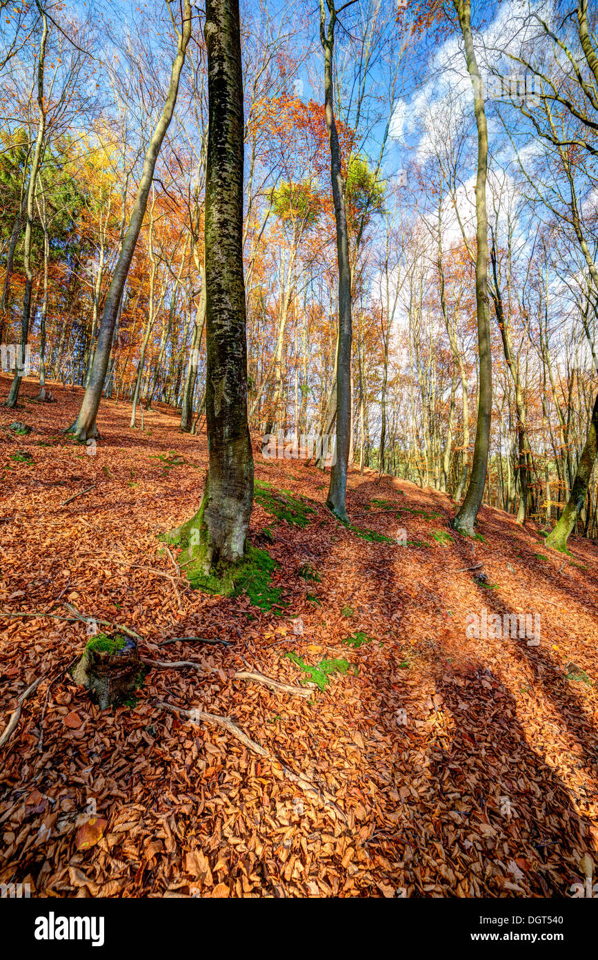 sunrise in autumn beech and oak forest Stock Photo - Alamy