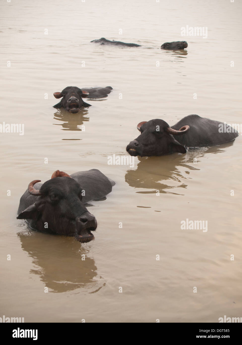 Cows bathing in river hi-res stock photography and images - Alamy