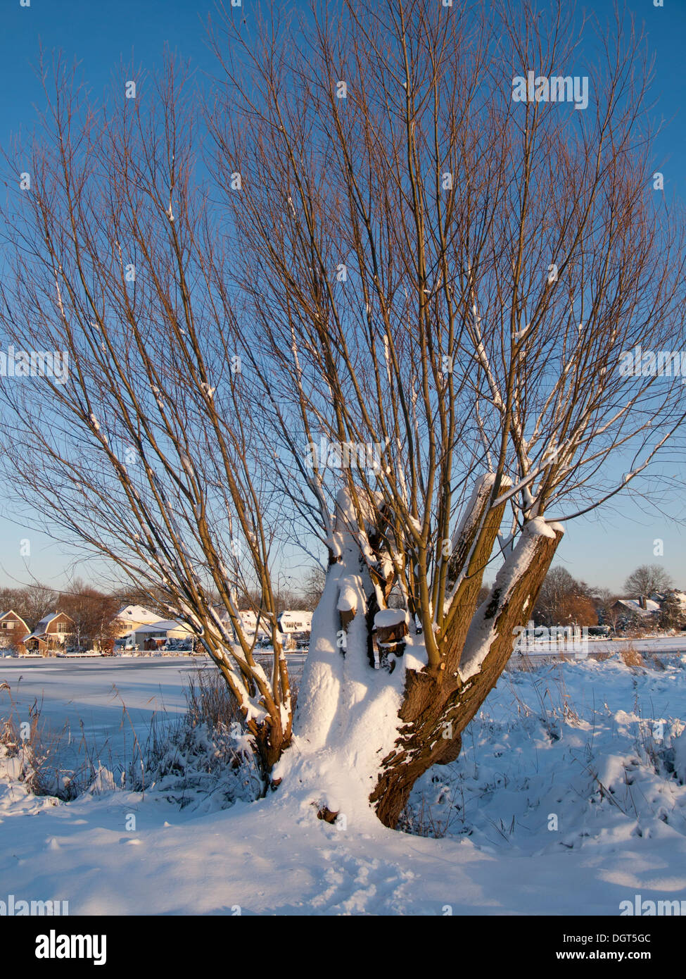 snow covered pollard willow at the banks of a small lake in The ...