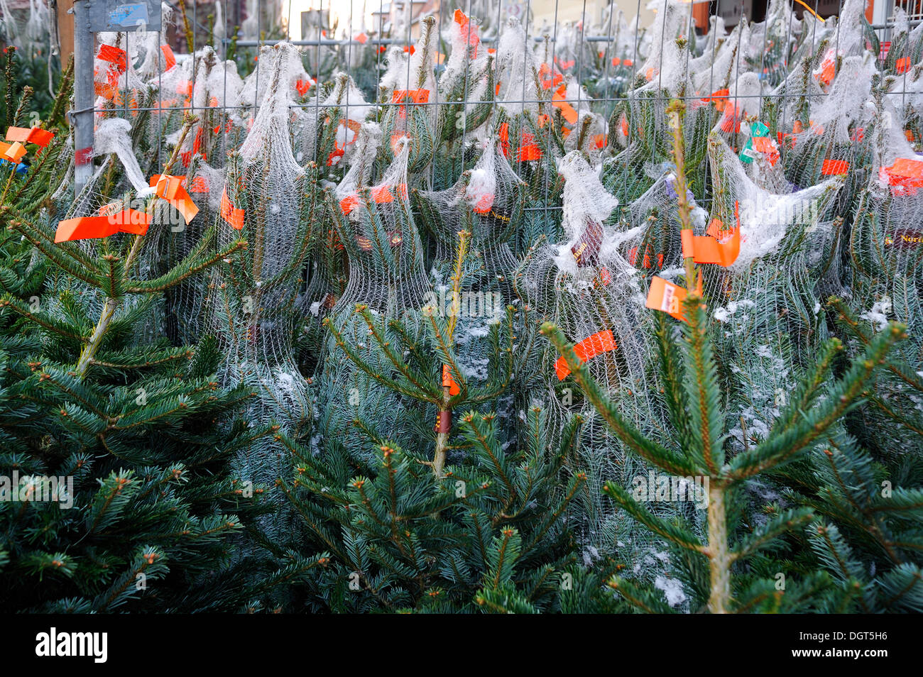 Netting christmas tree hi-res stock photography and images - Alamy