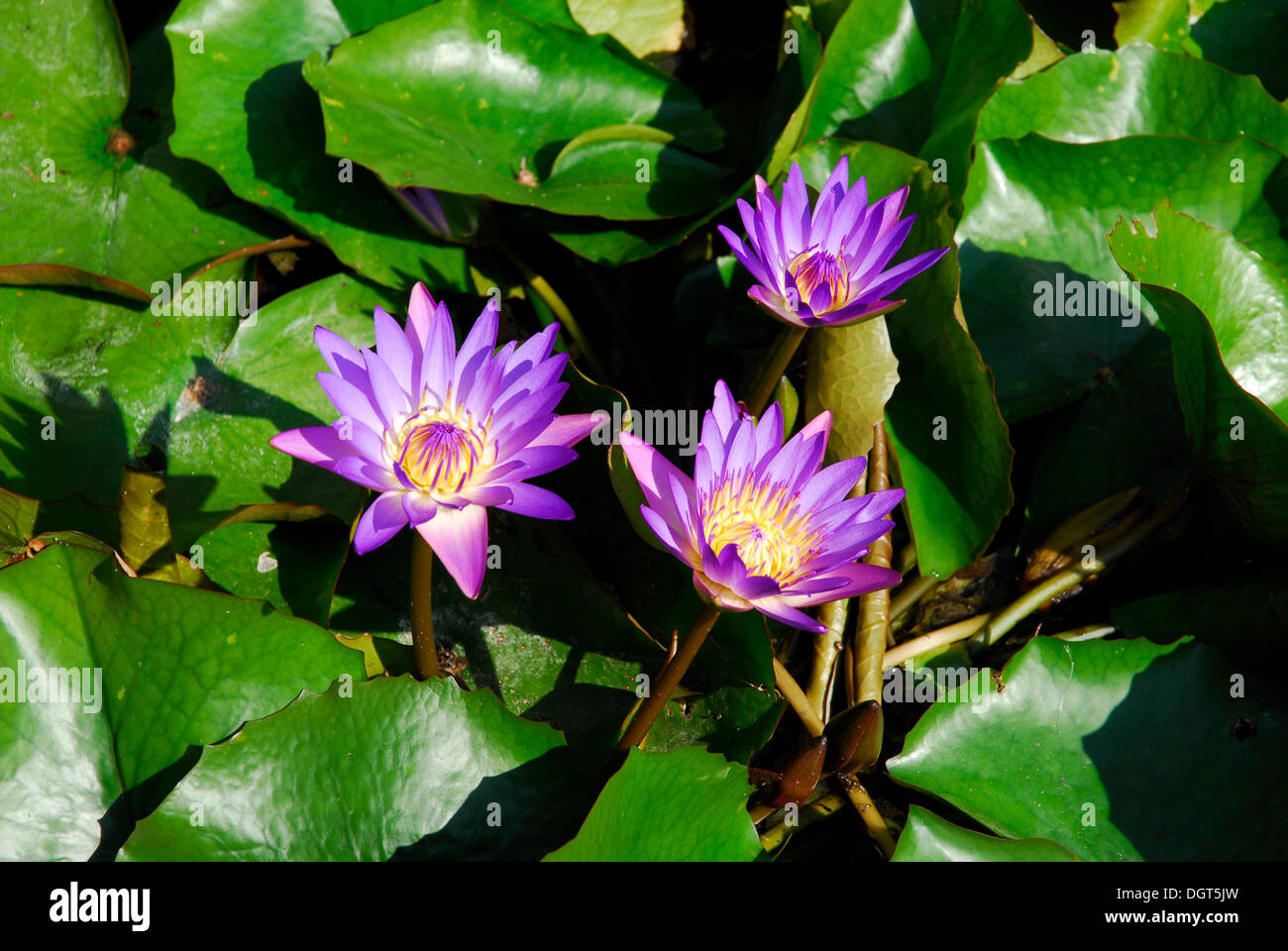 Water Lilies (Nymphaea) in the hot springs, thermal spa in Hévíz, Lake ...