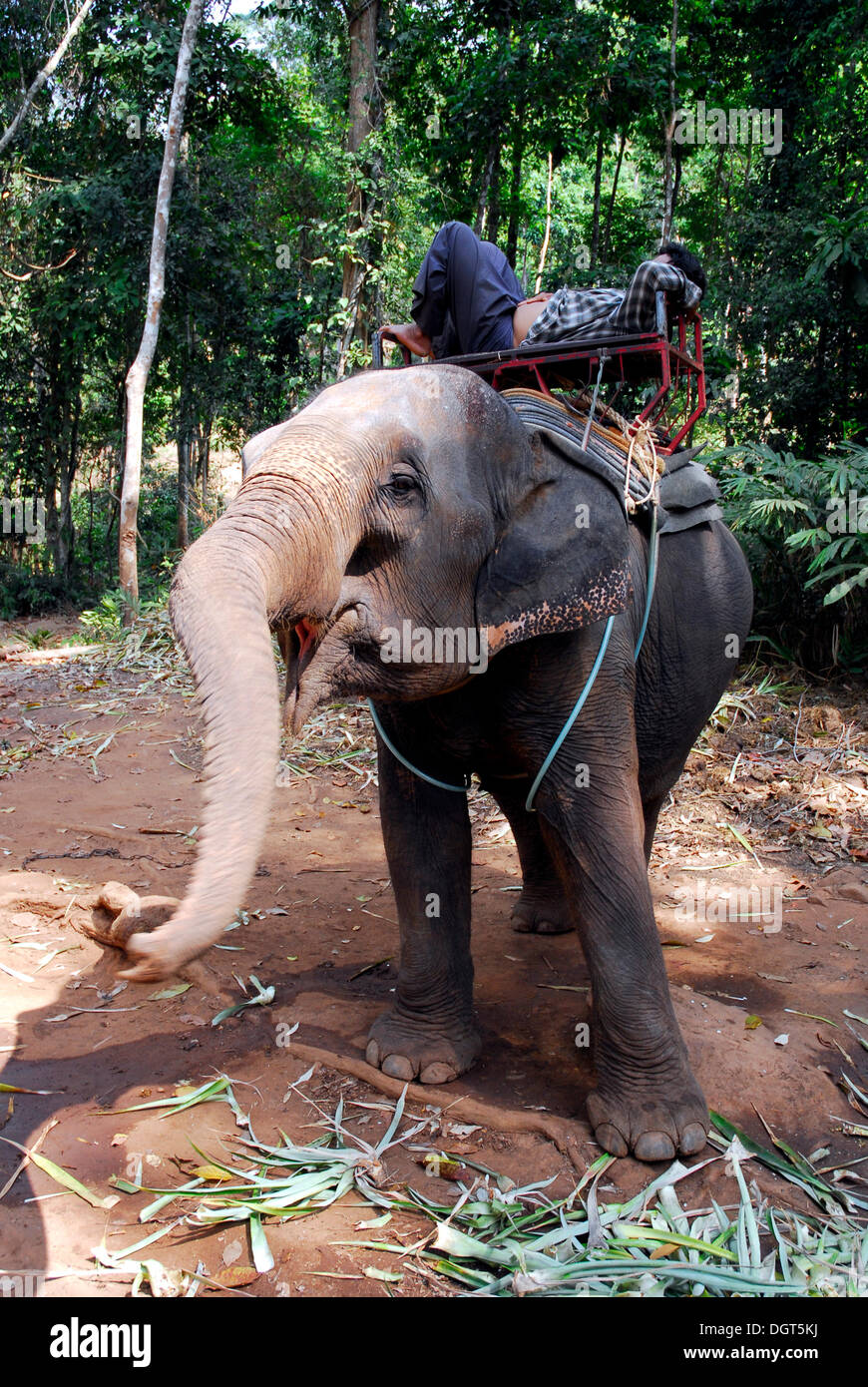 Elephant camp Ban Kwan Chang, elephant trekking in the tropical forest ...