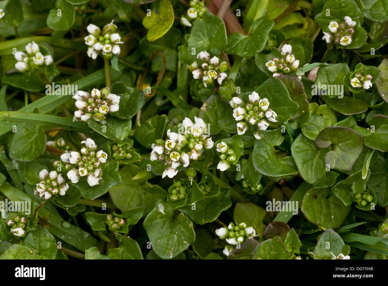 Danish Scurvygrass, Cochlearia danica on coastal cliff Stock Photo - Alamy