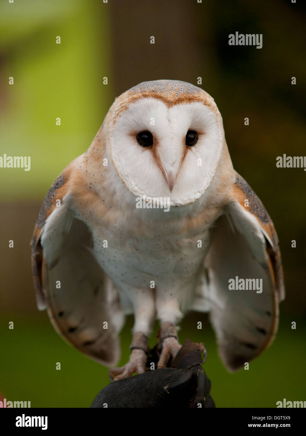 Portrait of a barn owl (Tyto alba) ready for flight Stock Photo - Alamy