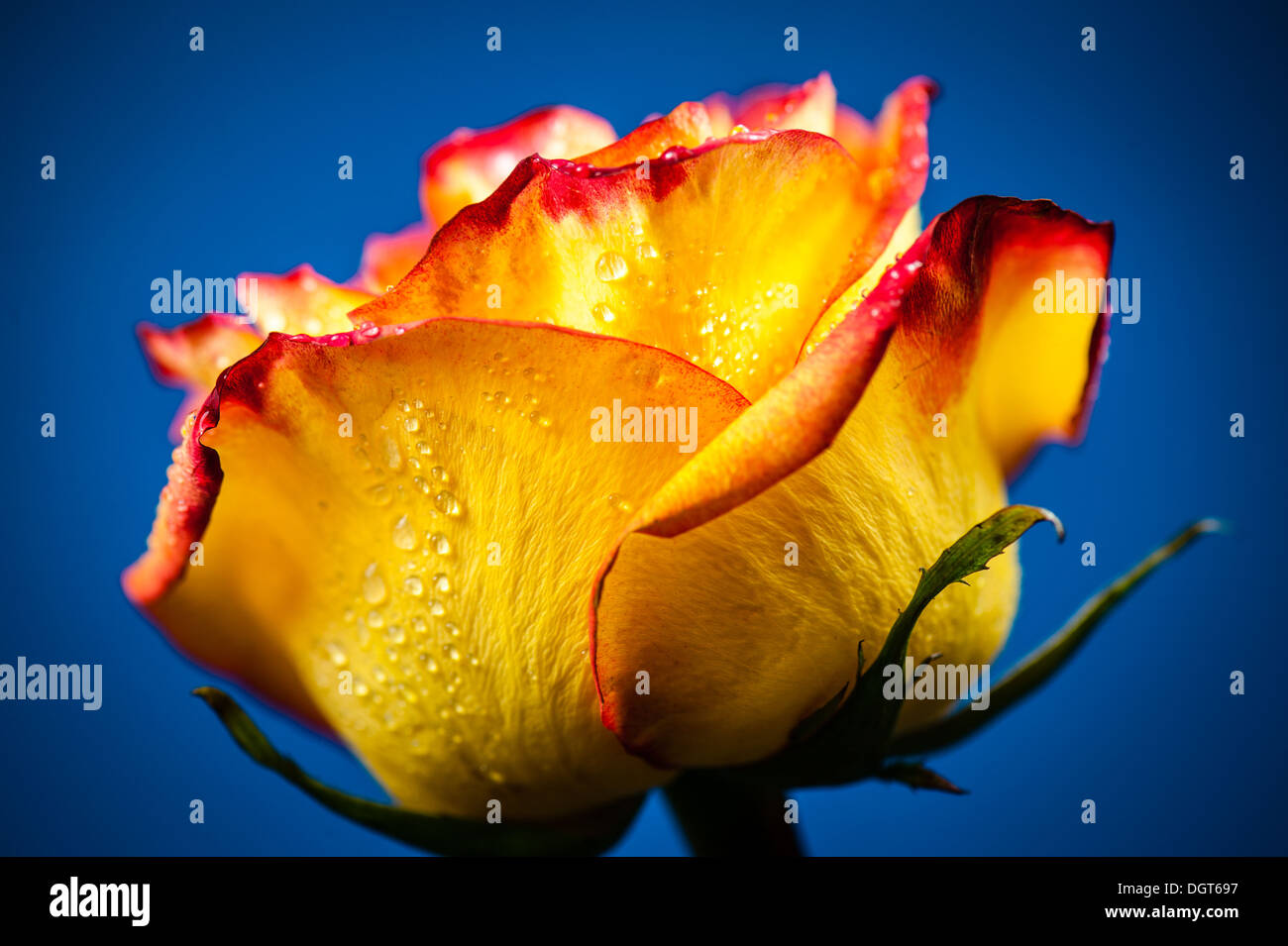 Portrait yellow rose hi-res stock photography and images - Alamy