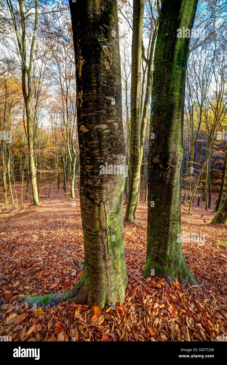 Oak trees in misty sunrise hi-res stock photography and images - Alamy