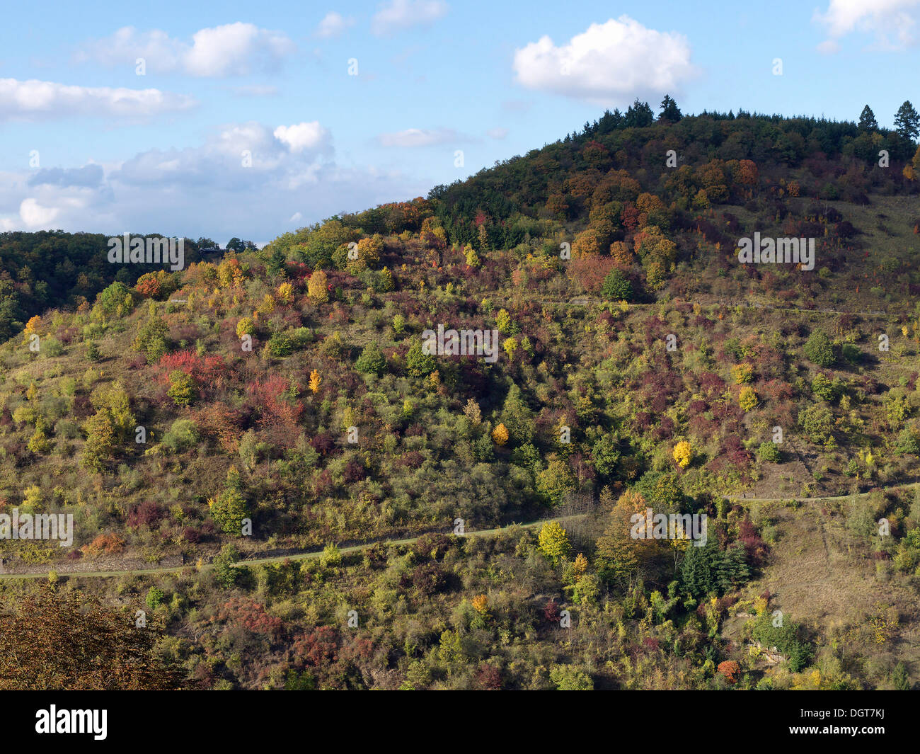 vineyard landscape with the walking trail Rhine steep,St.Goar,Upper ...