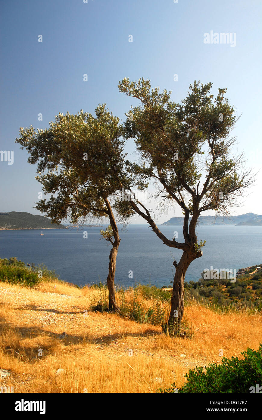 Olive trees with sea view, Kas, Lycian coast, Antalya Province ...