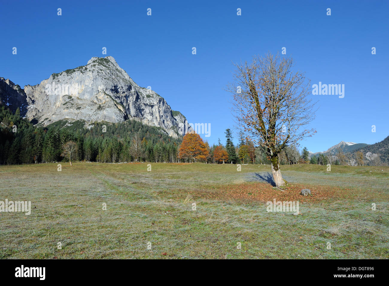 trees with autumn leaves, fallen leaves and surrounding mountains ...