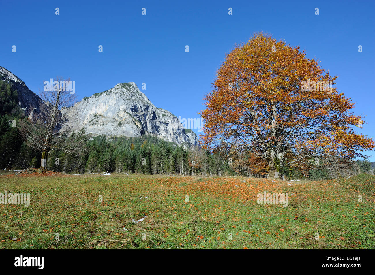 trees with autumn leaves, fallen leaves and surrounding mountains ...