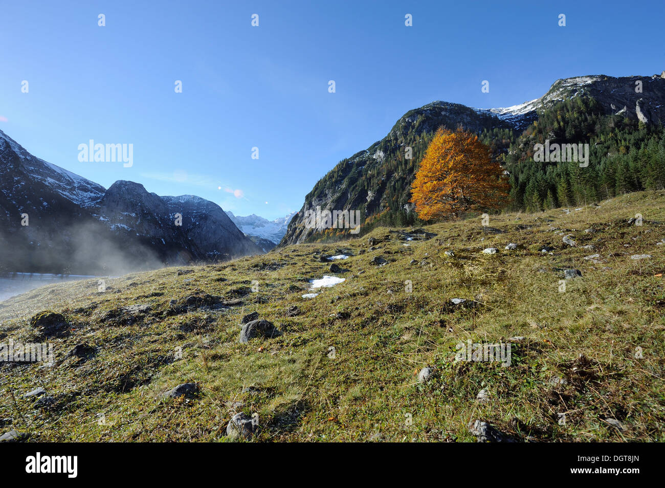 tree with autumn leaves and surrounding mountains - Karwendel ...