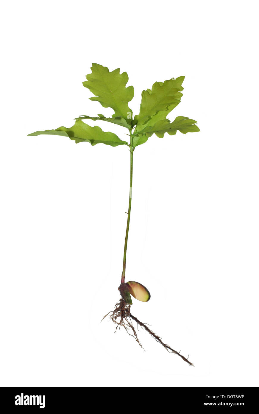 Oak sapling hi-res stock photography and images - Alamy