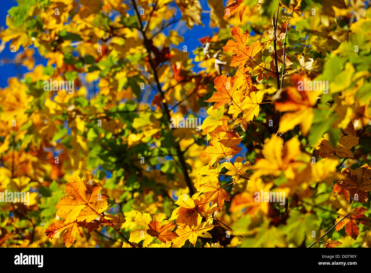 Sycamore maple tree hi-res stock photography and images - Alamy