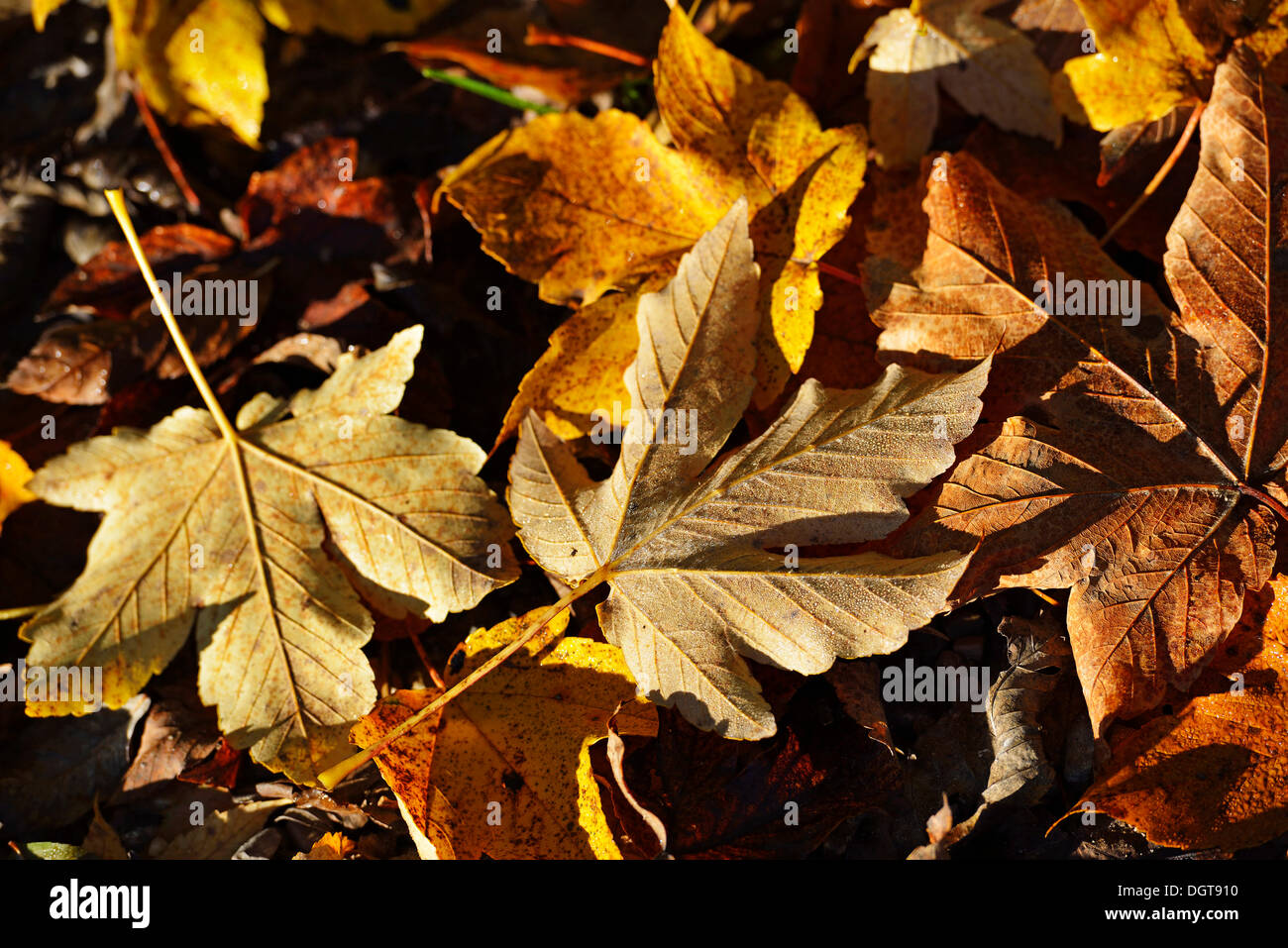 Autumn leaves from a Sycamore maple tree (Acer pseudoplatanus), Kampen ...