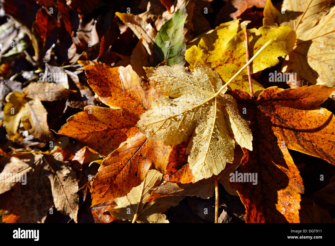 Sycamore tree leaves close up hi-res stock photography and images - Alamy