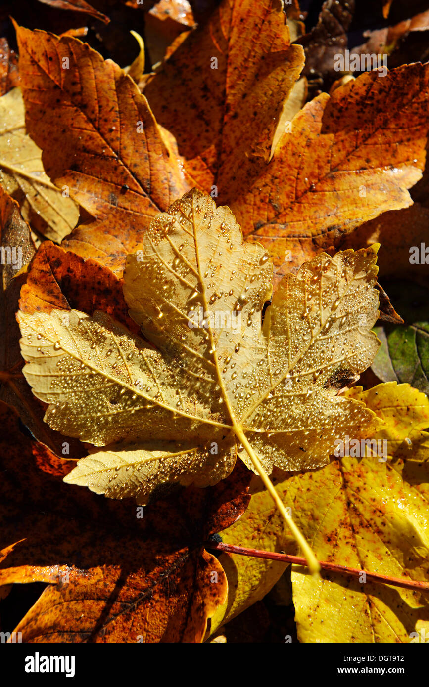 Autumn leaves from a Sycamore maple tree (Acer pseudoplatanus), with ...