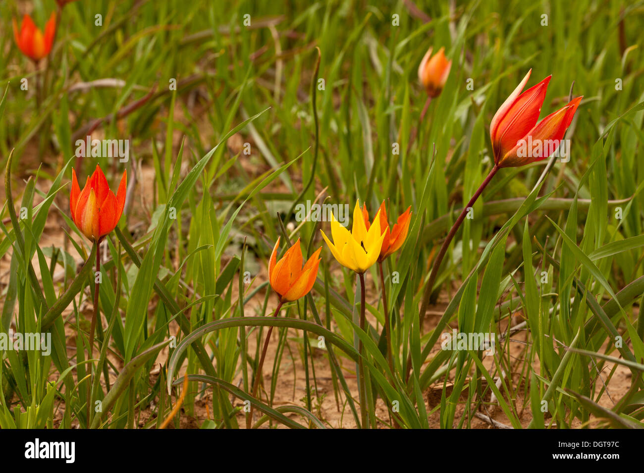 Orange Wild Tulip, Tulipa orphanidea, in arable fields at about 800 m ...