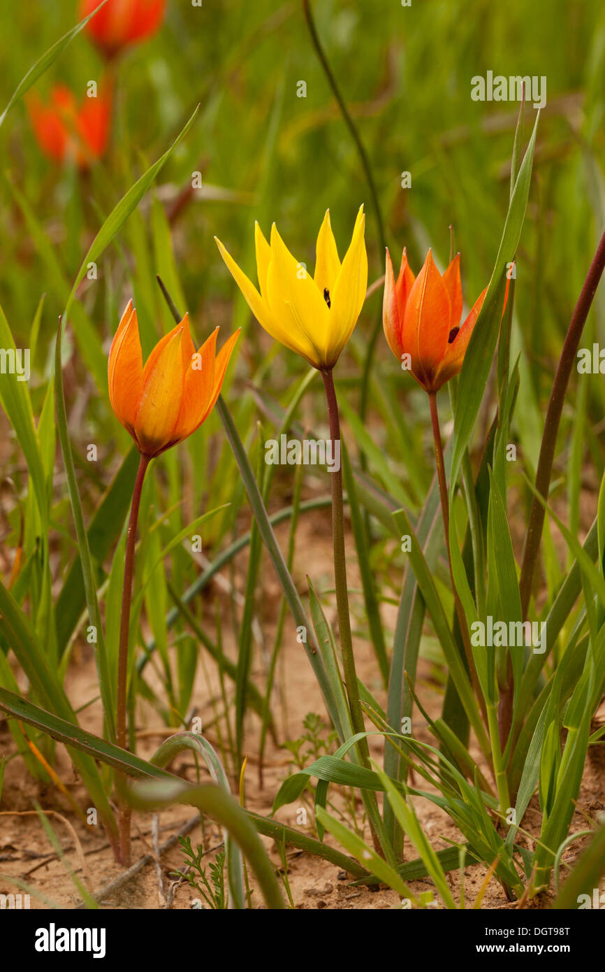 Orange Wild Tulip, Tulipa orphanidea, in arable fields at about 800 m ...