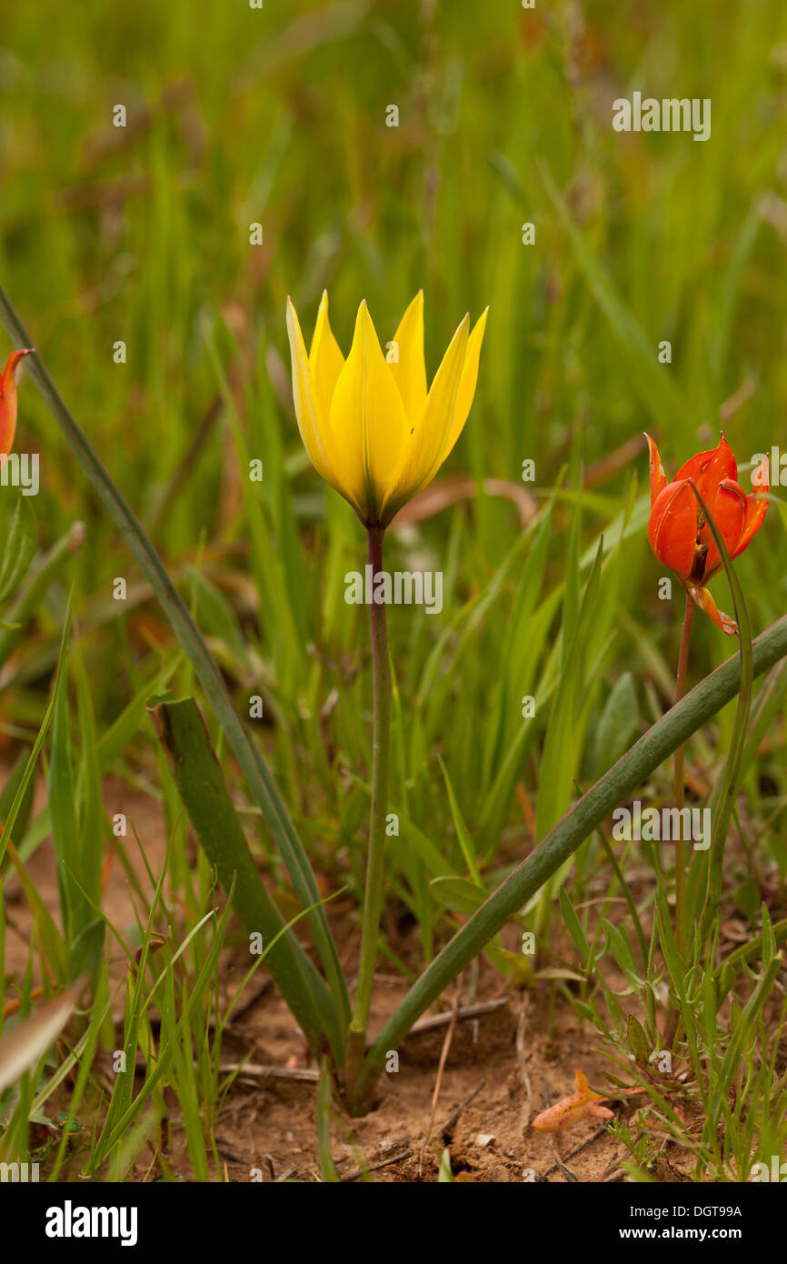 Orange Wild Tulip, Tulipa orphanidea, in arable fields at about 800 m ...