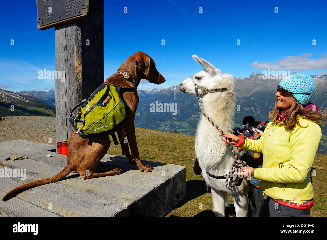 Female hiker with a llama and a dog, llama tour in the Defregger Group ...