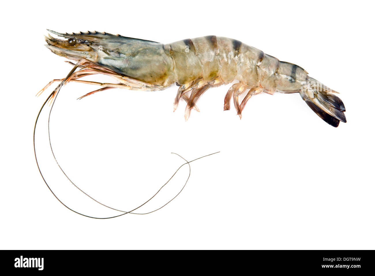 Tiger shrimp hi-res stock photography and images - Alamy