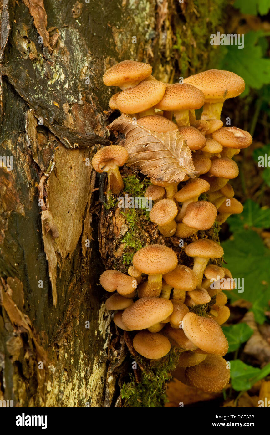 Woodland fungus scotland hi-res stock photography and images - Alamy