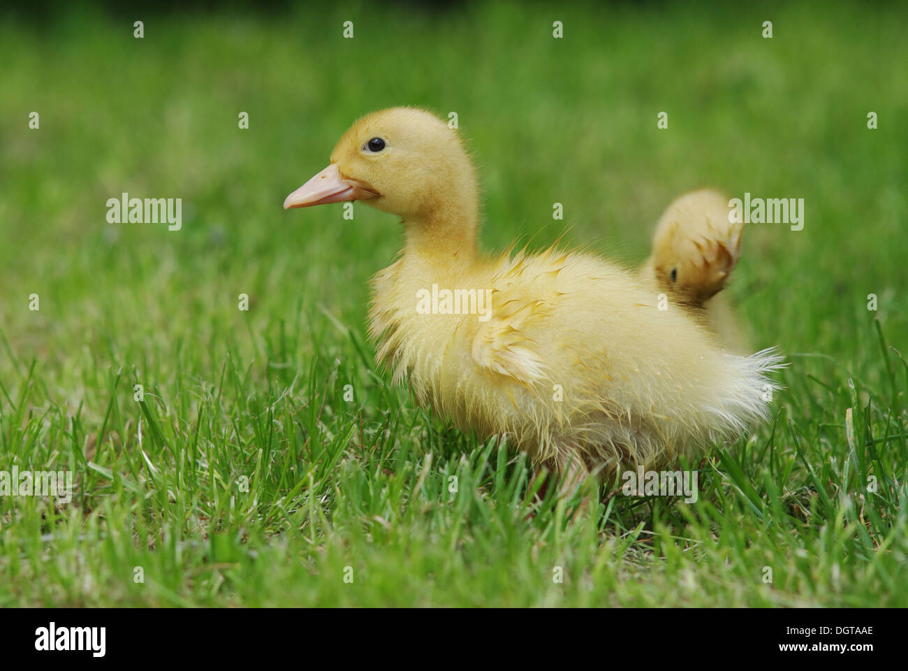 small ducks on background of grass Stock Photo - Alamy