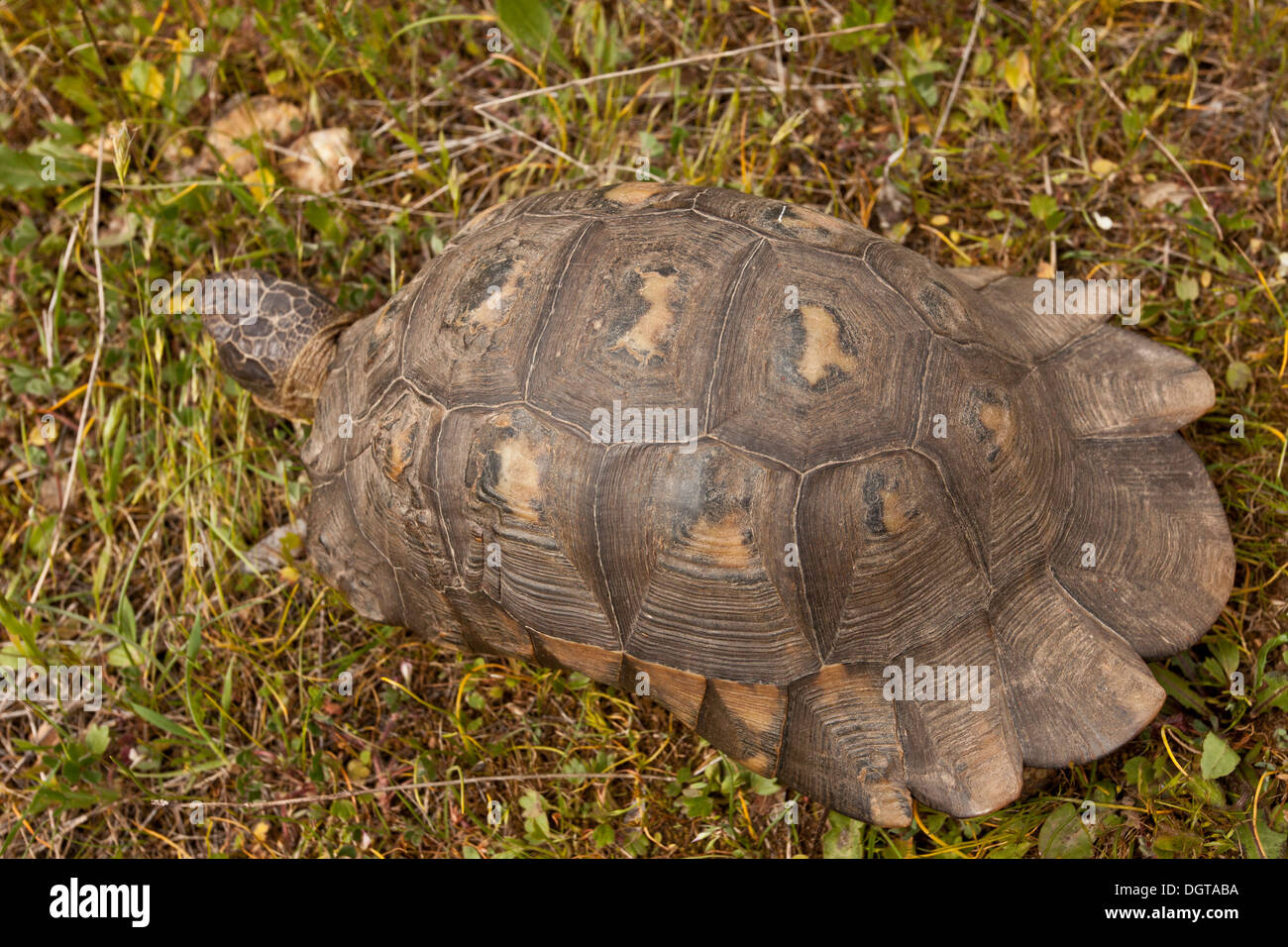 Adult marginated tortoise, Testudo marginata on grassland, peloponnese ...