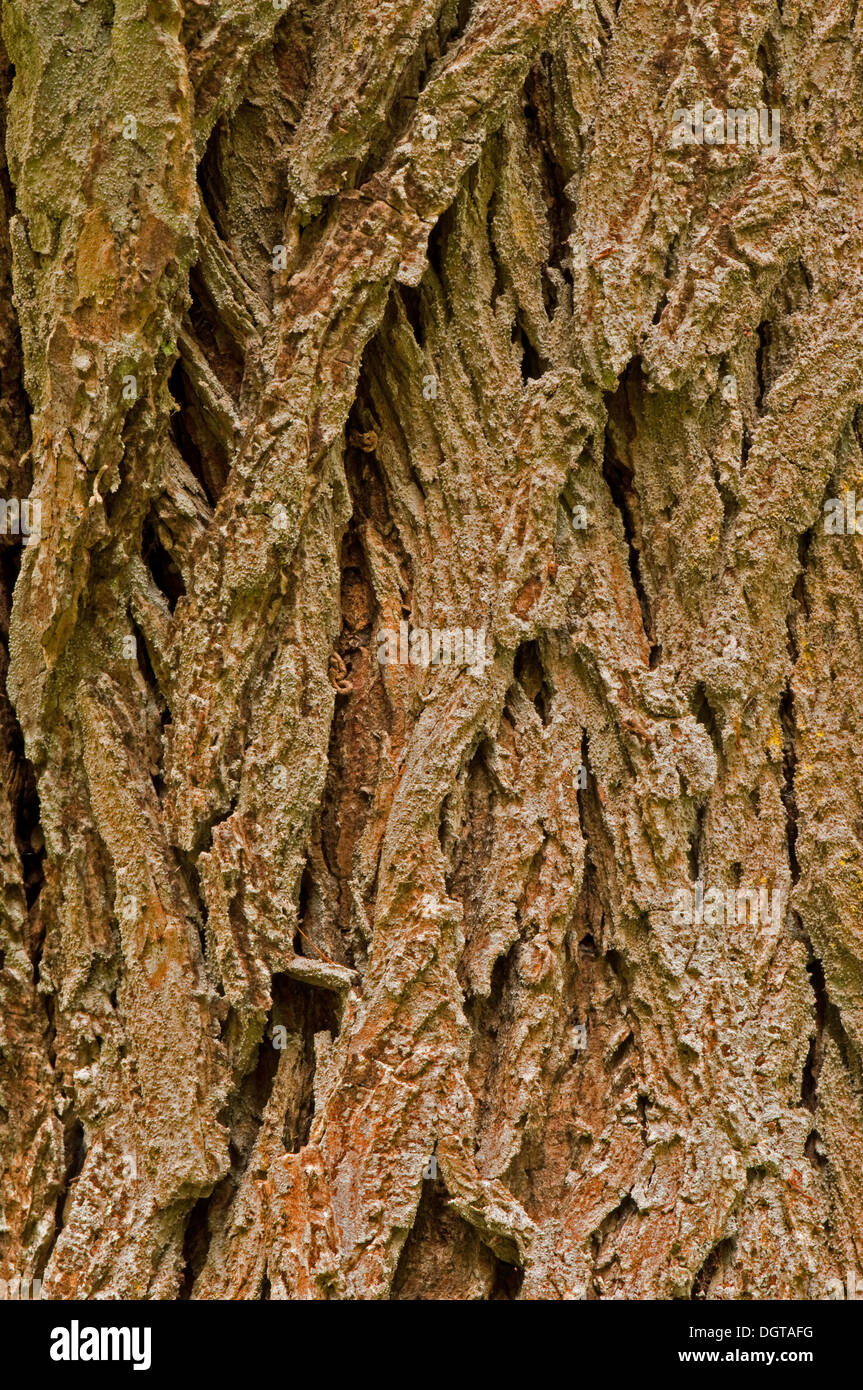 Oak Tree Bark Stock Photo - Alamy