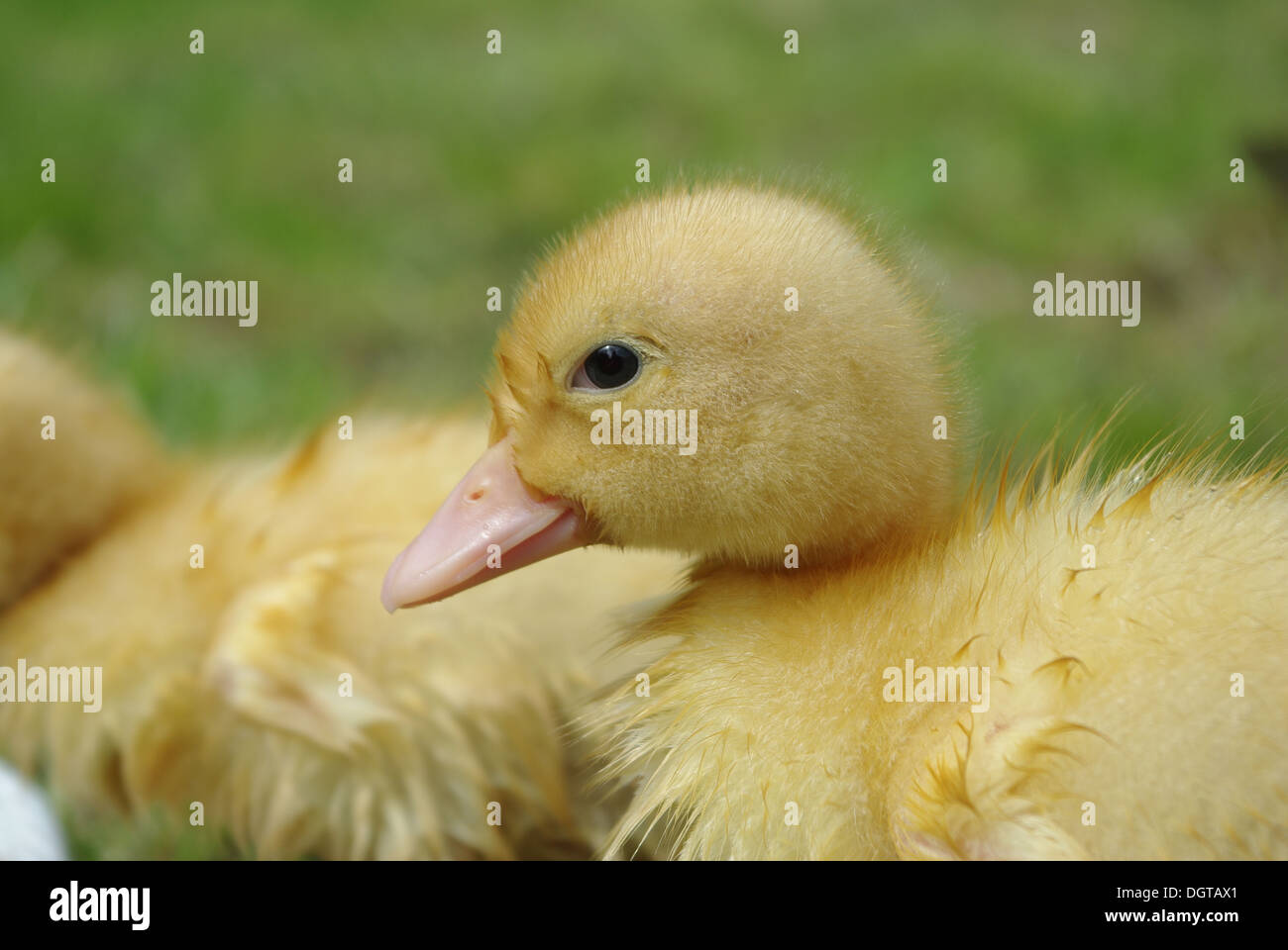 small duck on background of grass Stock Photo - Alamy