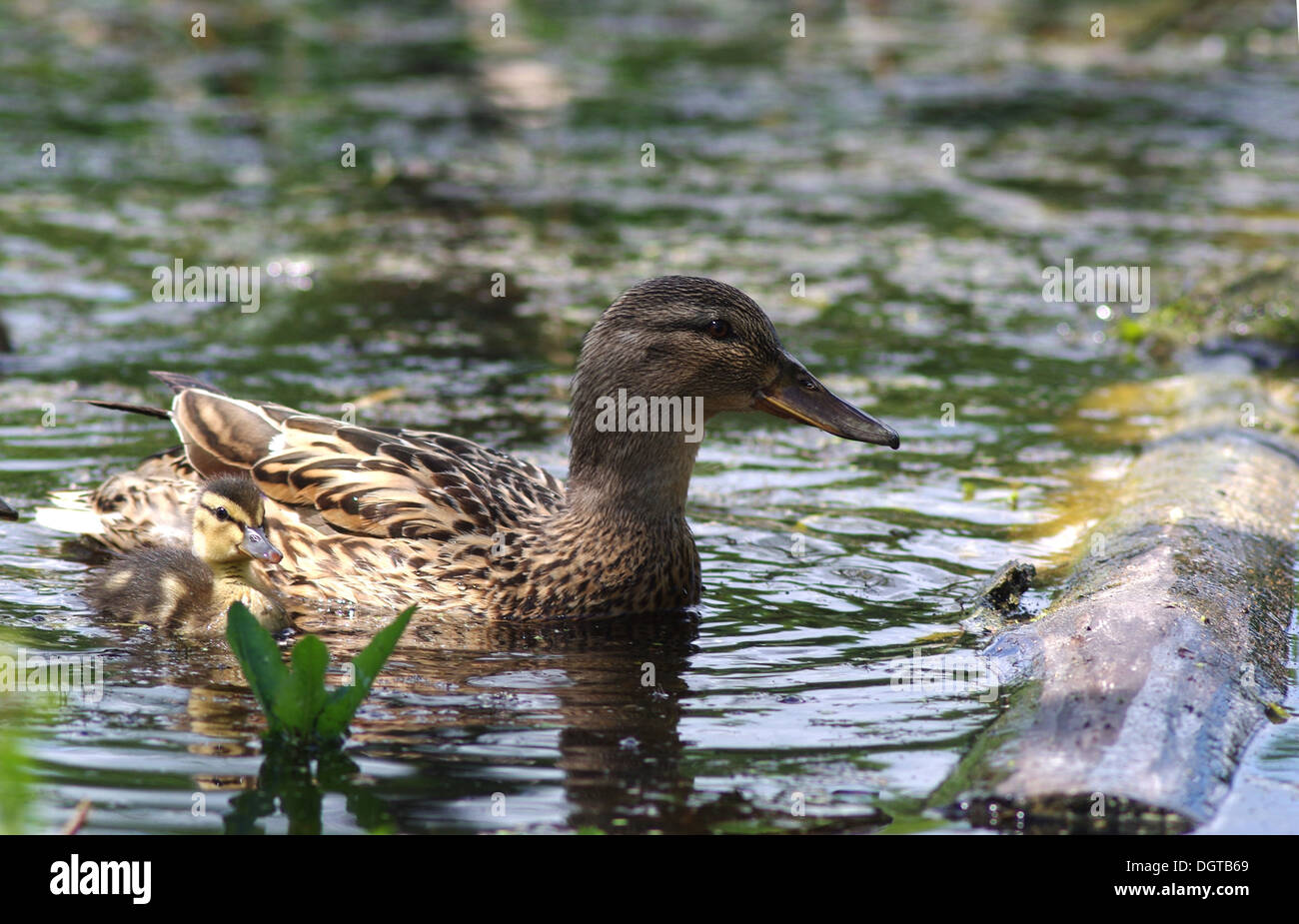 the female of duck from young duckling afloat Stock Photo - Alamy