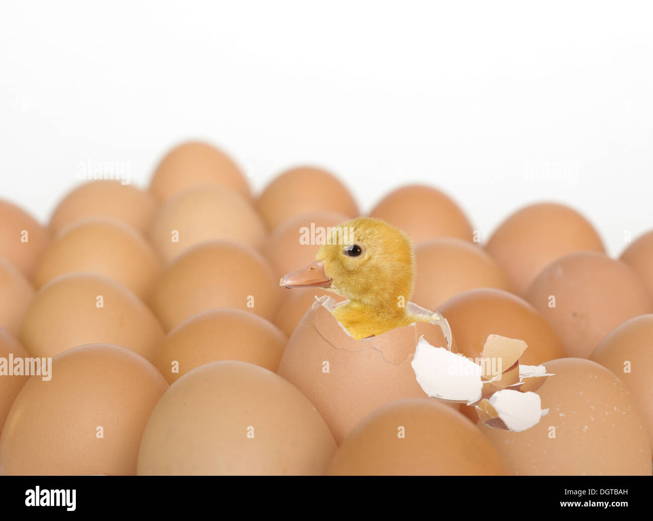 nestling the duck and shell of egg on white background Stock Photo - Alamy